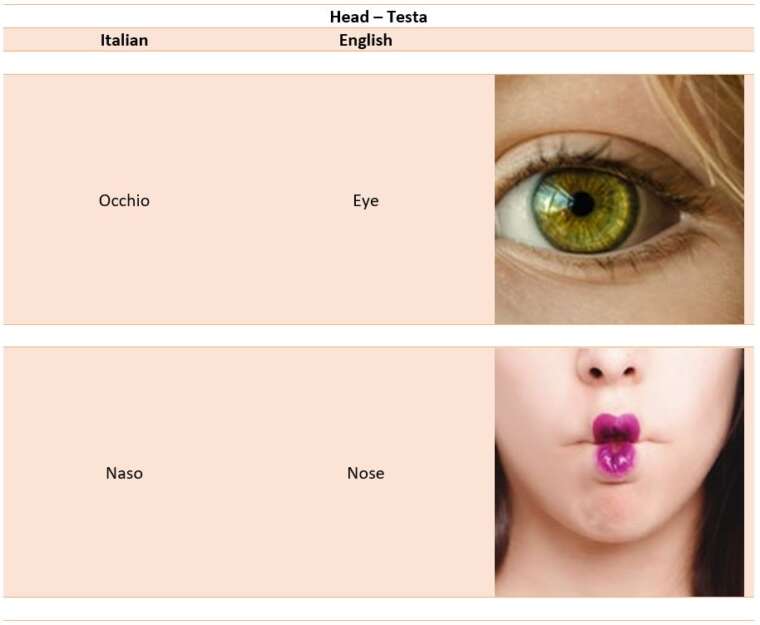 Most common body parts in Italian - Commonly Used Words