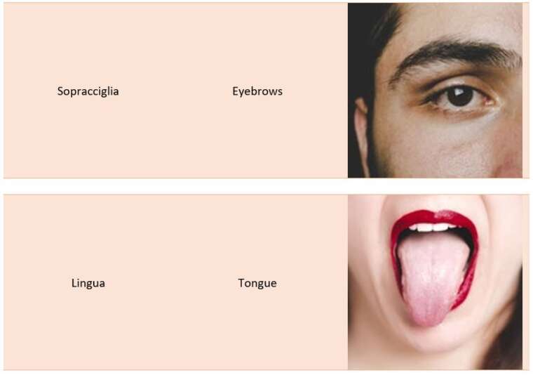 Most common body parts in Italian - Commonly Used Words